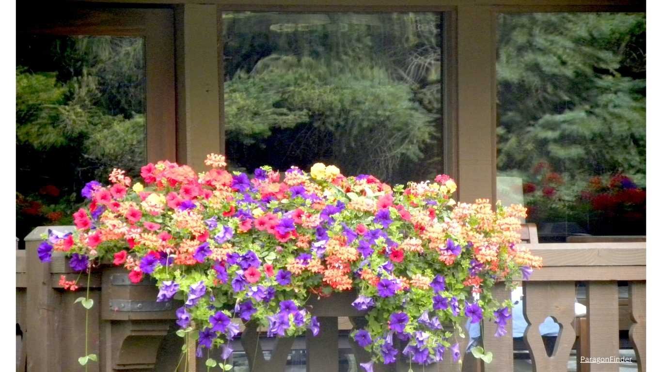 10 pastel coloured flowering plants for your balcony