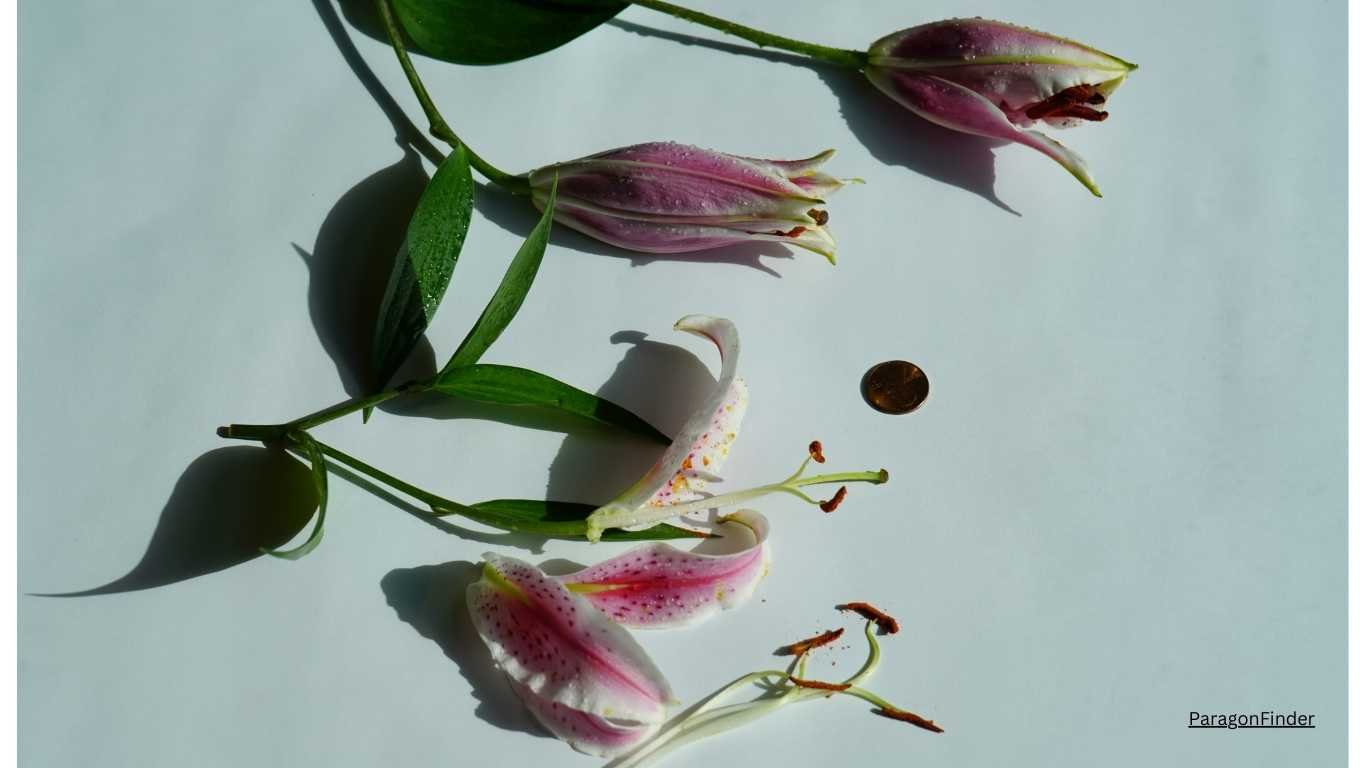 Flower Part Identification