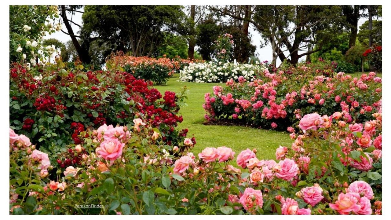 Grow Roses from Rose Hips: Endless Rose Plants