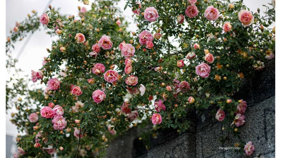 Grow Roses from Rose Hips: Endless Rose Plants