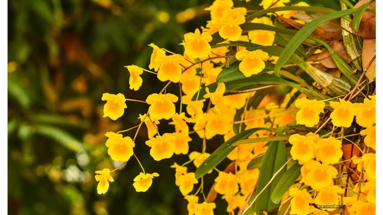 Top 15 Fragrant Plants for Your Patio Container Garden